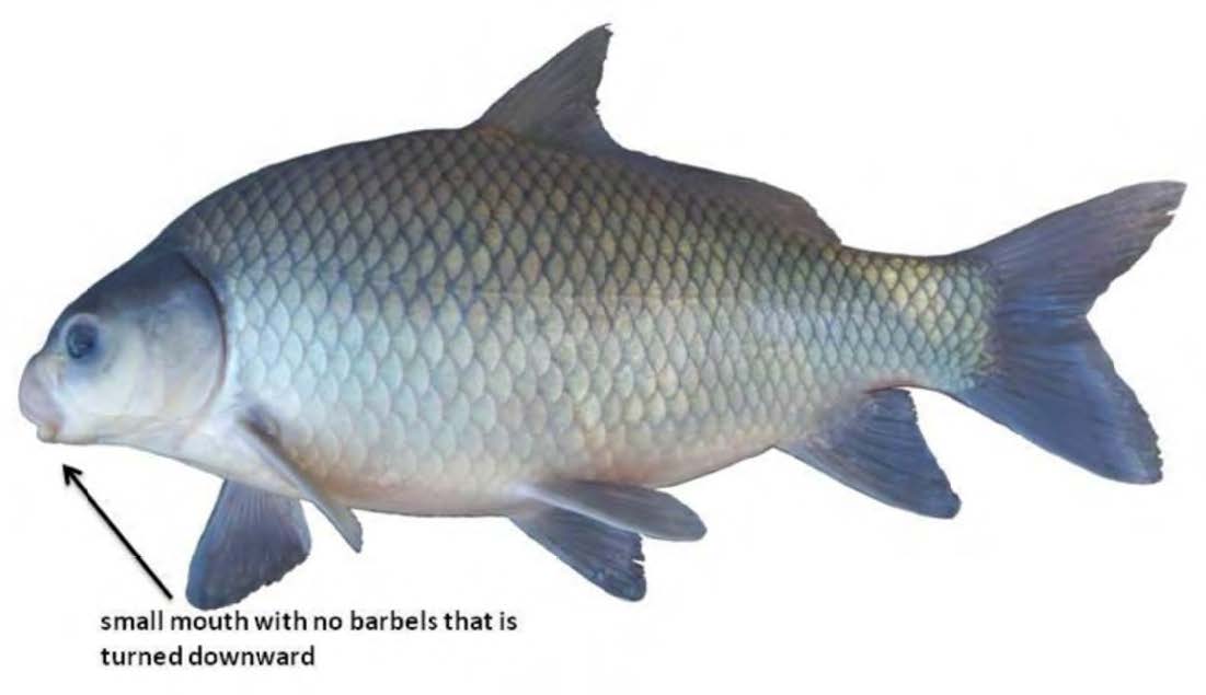 Smallmouth Buffalo | Mississippi Department of Wildlife, Fisheries, and ... Smallmouth Buffalo | Mississippi Department of Wildlife, Fisheries, and ...